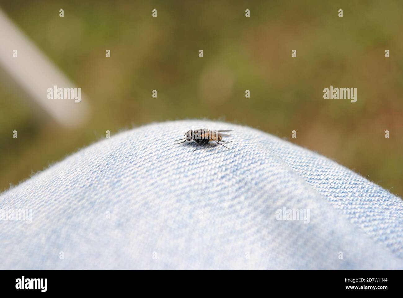 Fly stand on a jean Stock Photo - Alamy