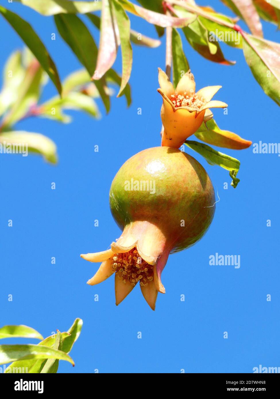 Pomegranate on a tree Stock Photo - Alamy