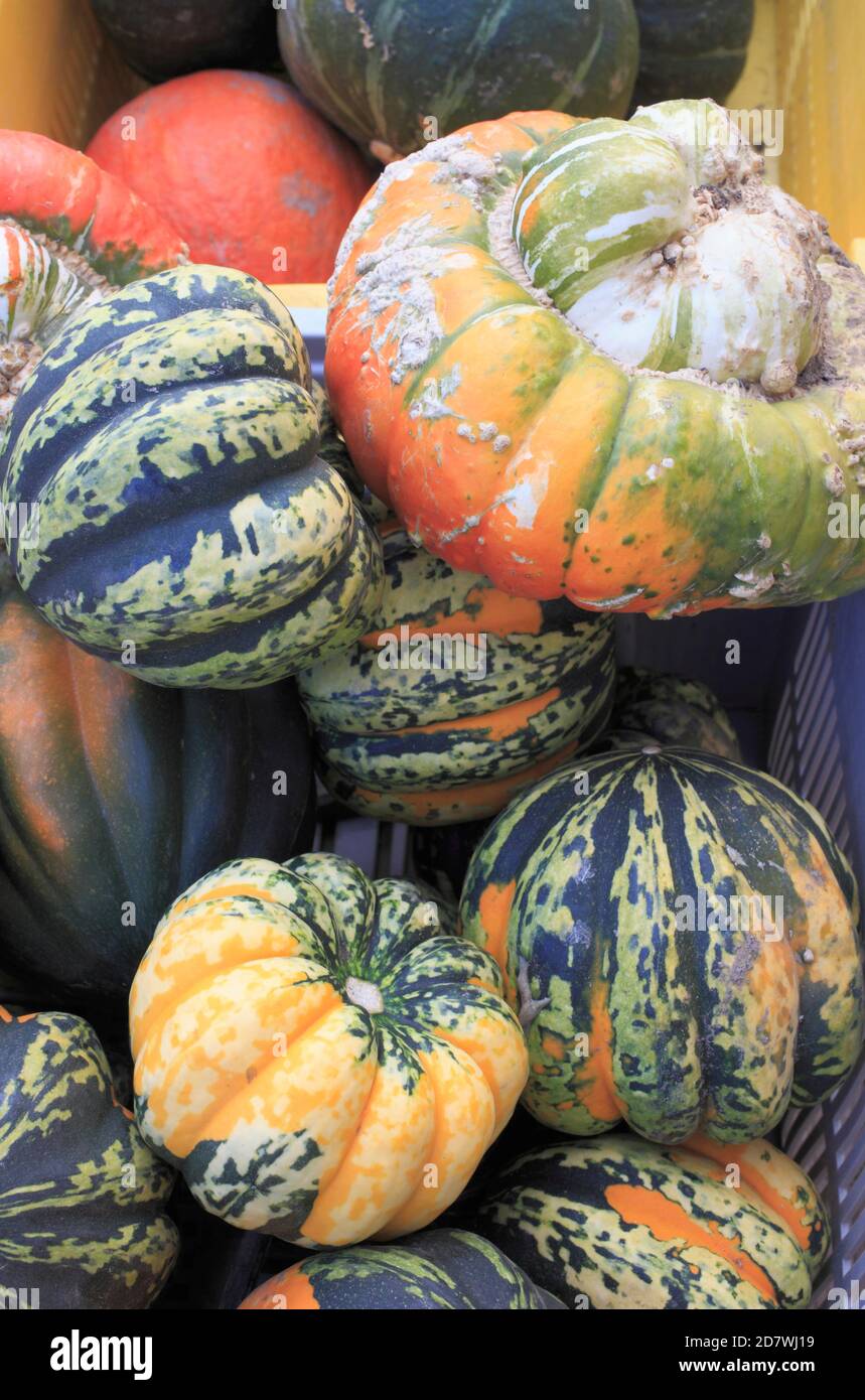 Squash, vegetable, food, autumn Stock Photo - Alamy