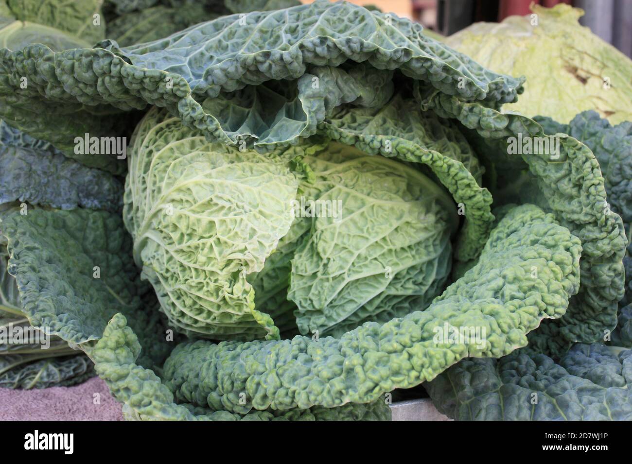 Green cabbage hi-res stock photography and images - Alamy