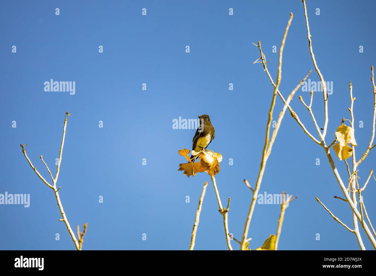 Little phoebe hi-res stock photography and images - Alamy