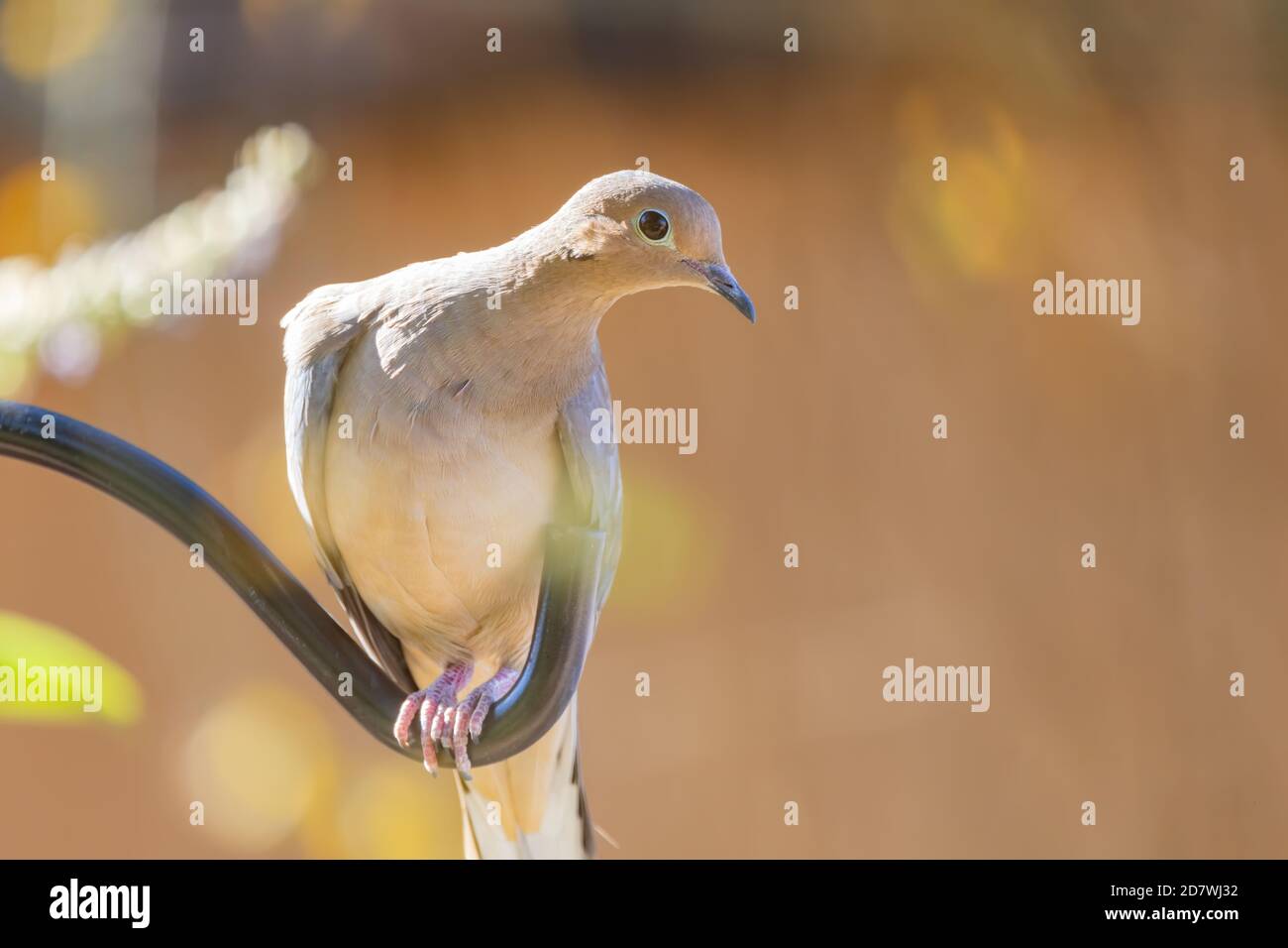 Cute dove hi-res stock photography and images - Alamy