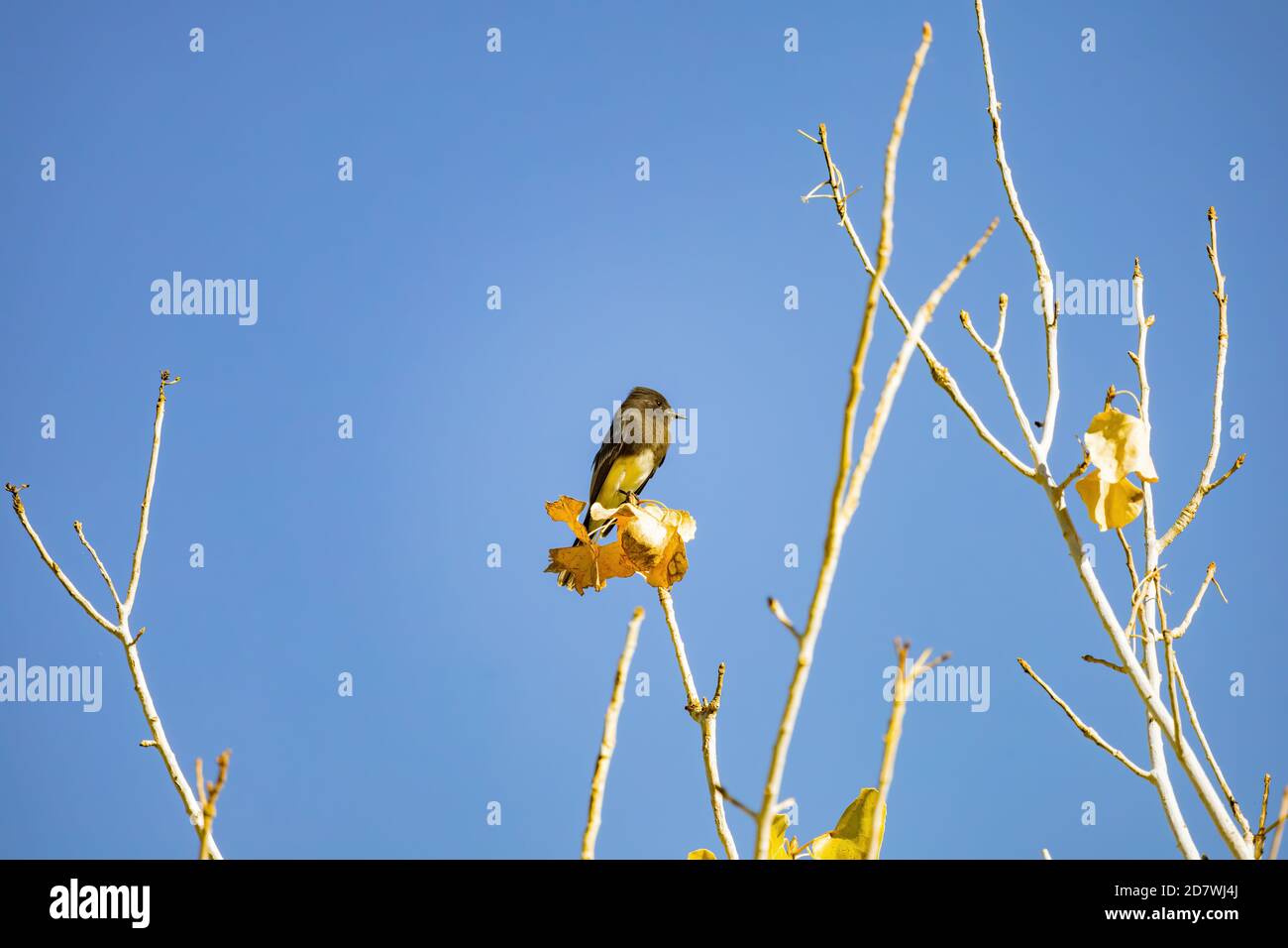 Little phoebe hi-res stock photography and images - Alamy
