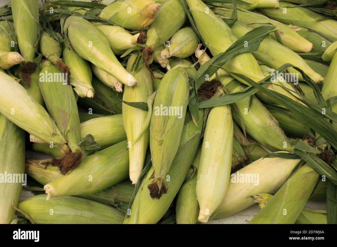Corn, maize, food, cereal Stock Photo - Alamy