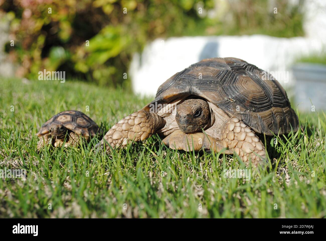 Mother turtle and her baby Stock Photo - Alamy