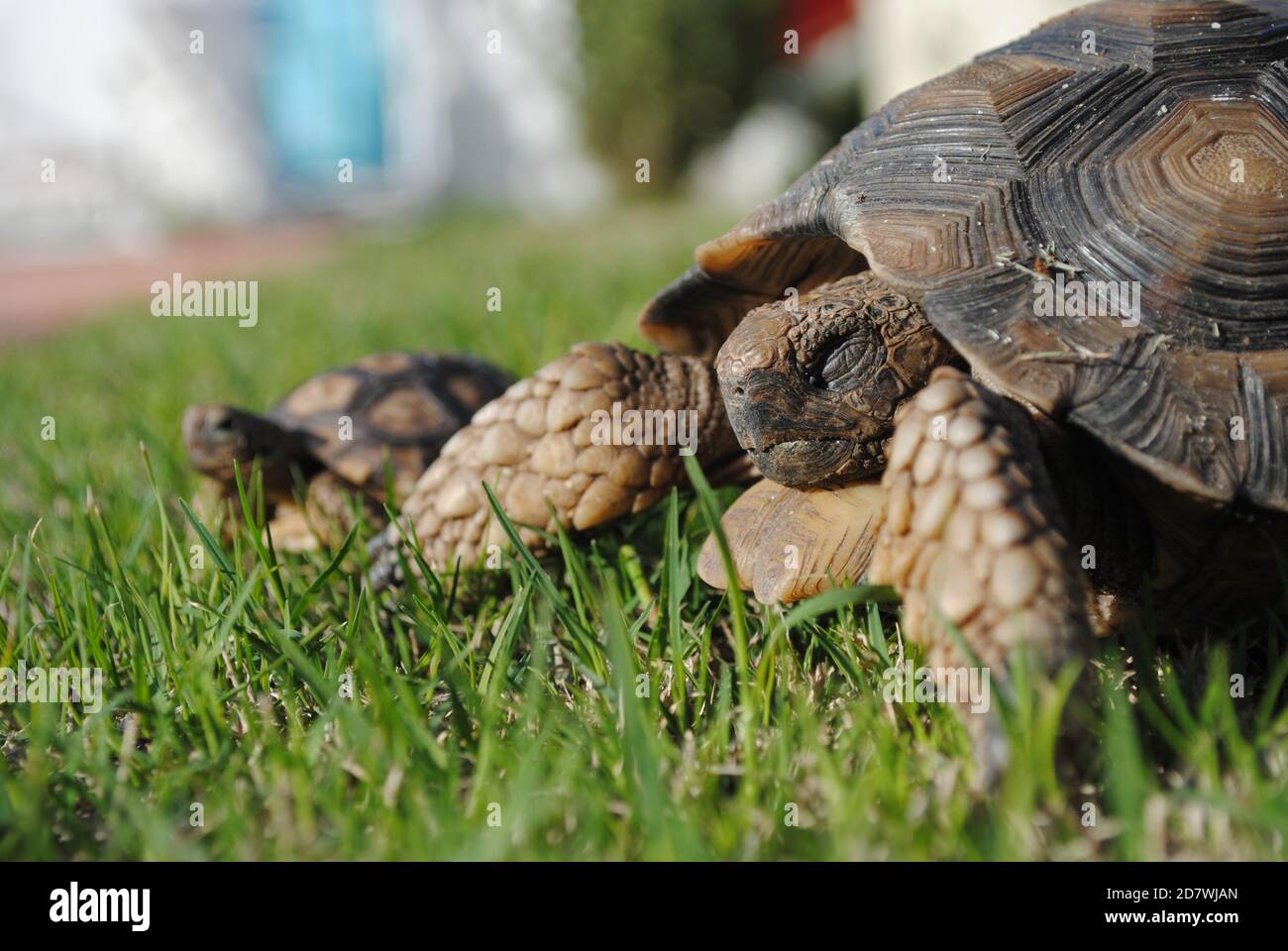 Mother turtle and her baby Stock Photo - Alamy