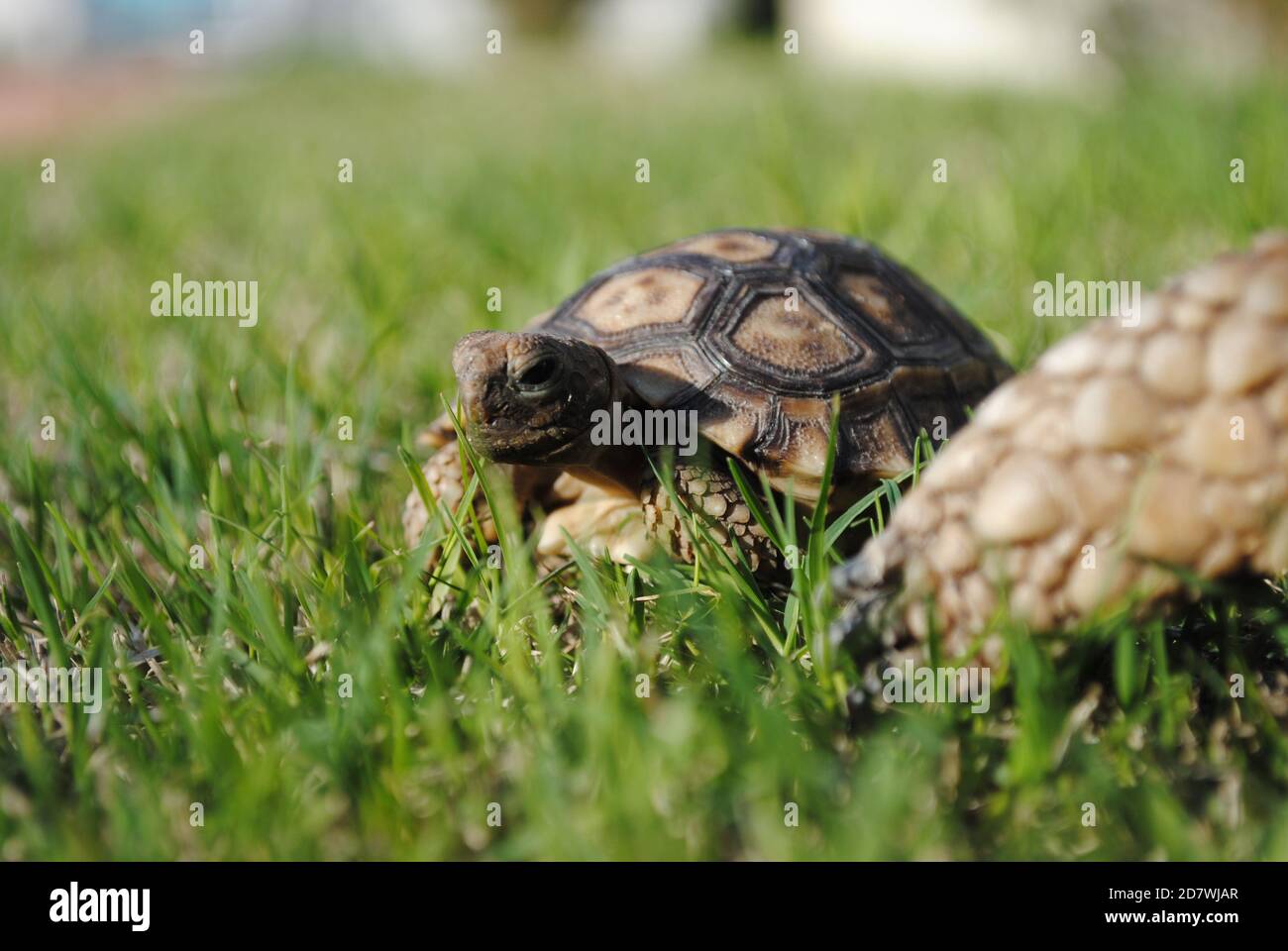 Mother turtle and her baby Stock Photo - Alamy