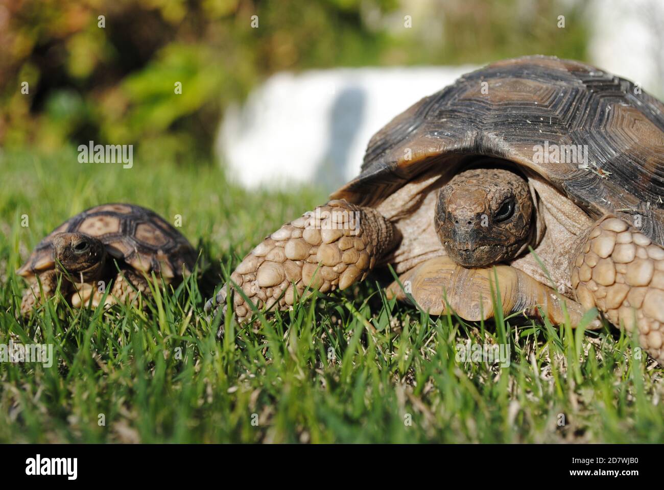 Mother turtle and her baby Stock Photo - Alamy