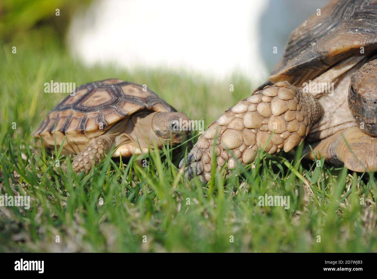 Mother turtle and her baby Stock Photo - Alamy