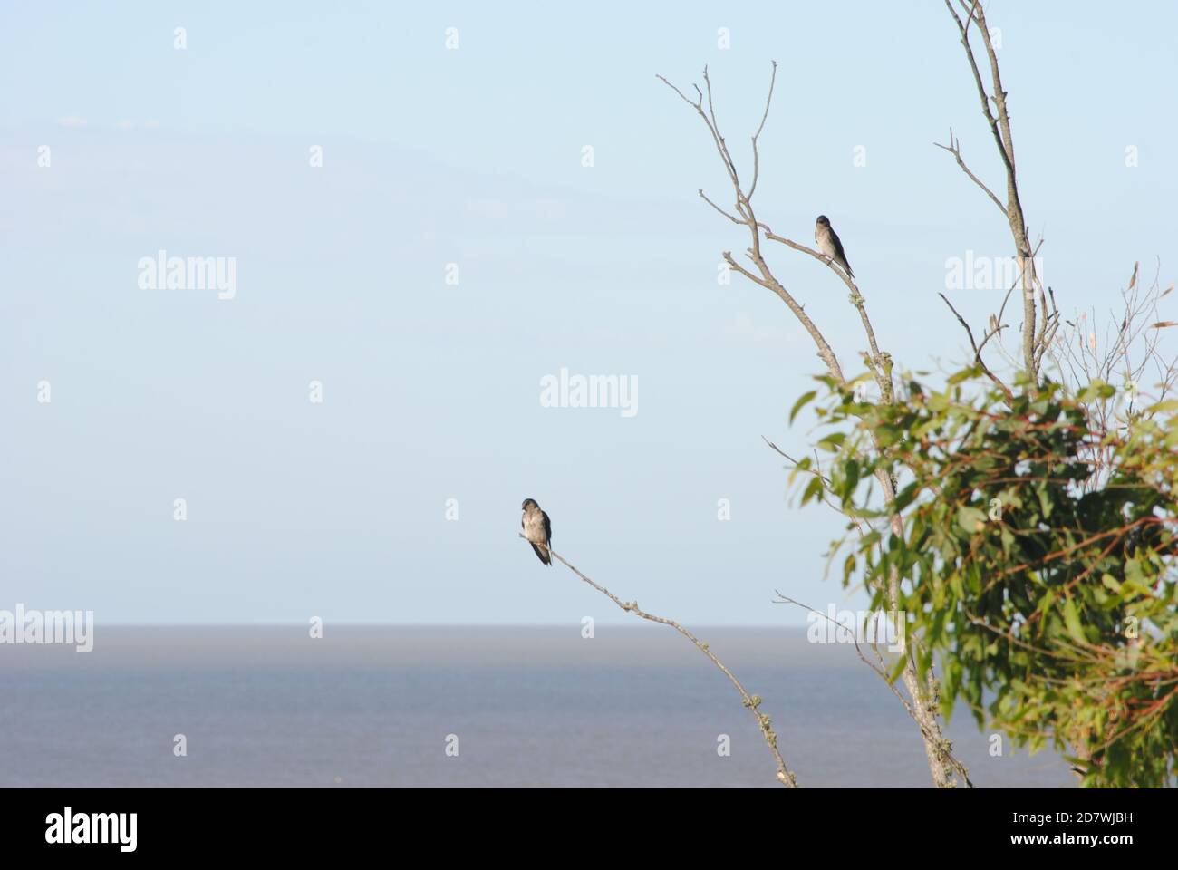 Bird standing in a branch Stock Photo - Alamy