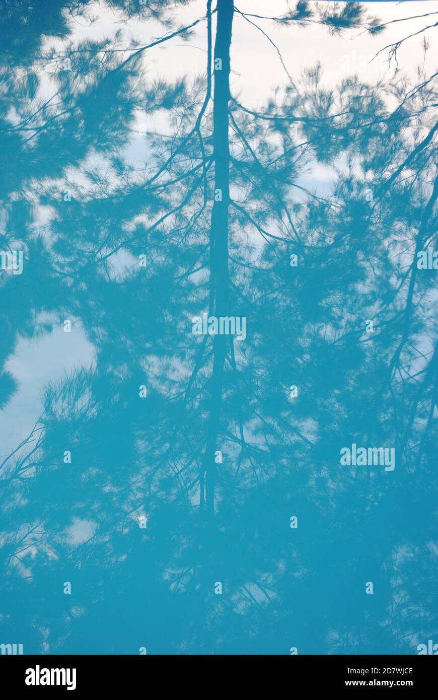 Reflection of trees in the water Stock Photo - Alamy