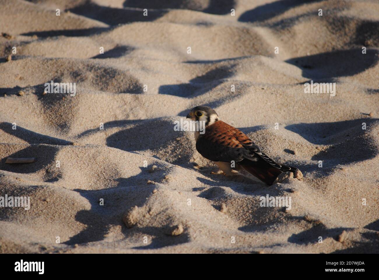 Baby hawk in the beach Stock Photo - Alamy