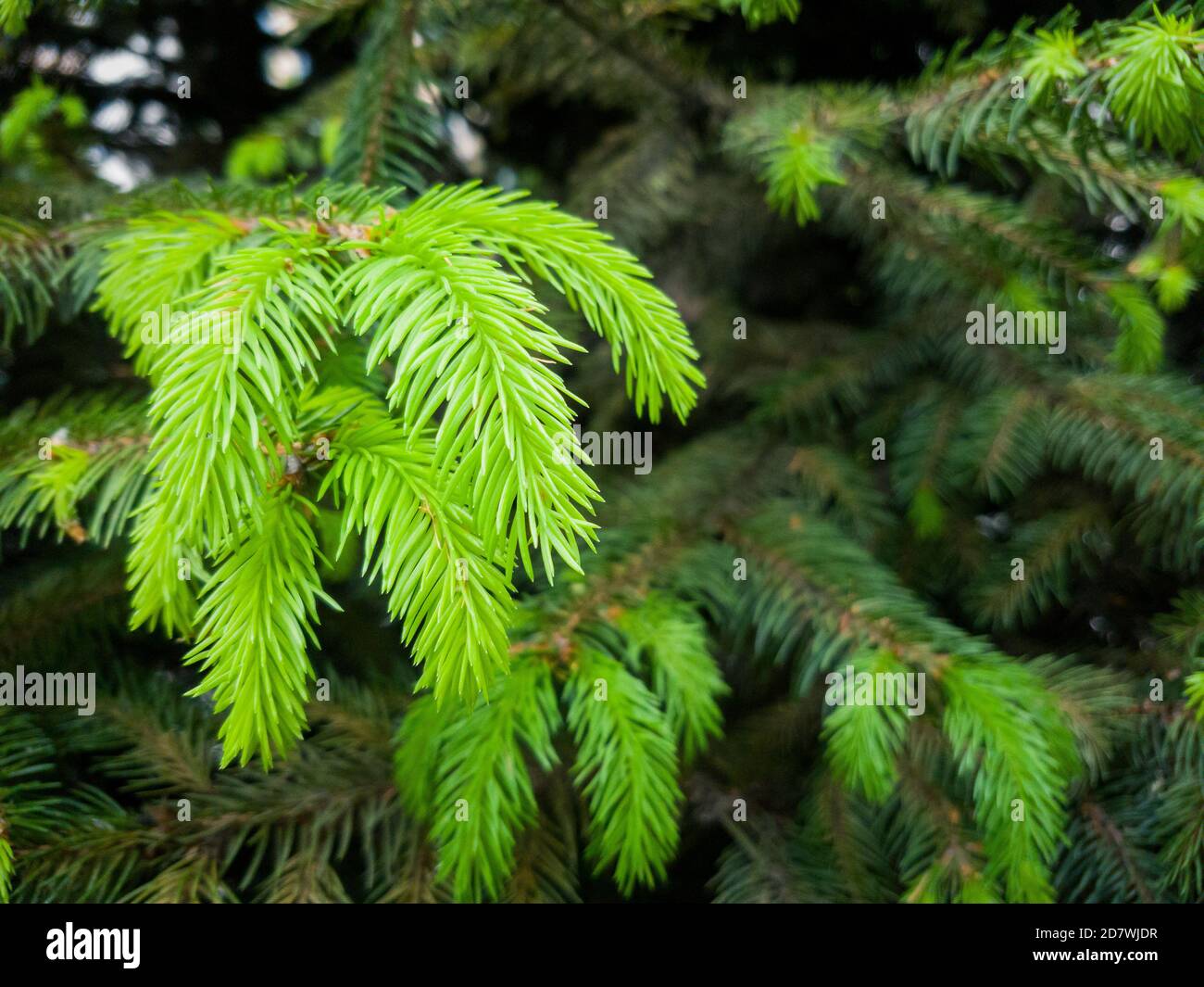Close up of small young fir tree branches with forest at background ...