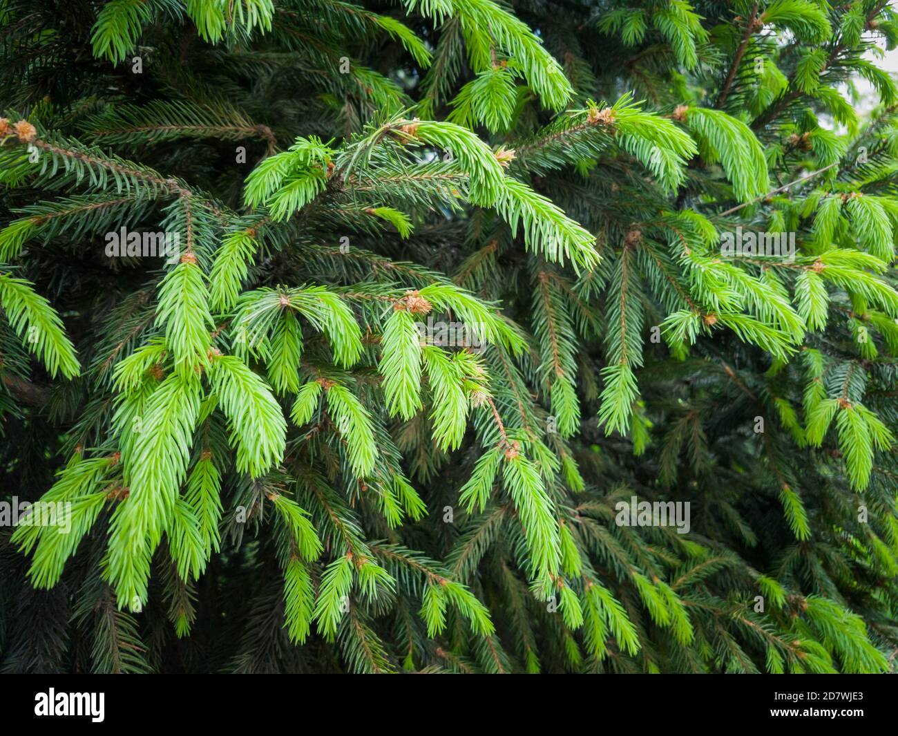 Small fir plant hi-res stock photography and images - Alamy