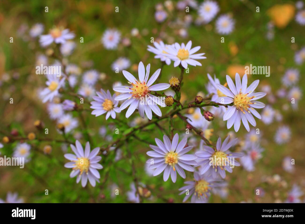 Canada wildflowers hi-res stock photography and images - Alamy