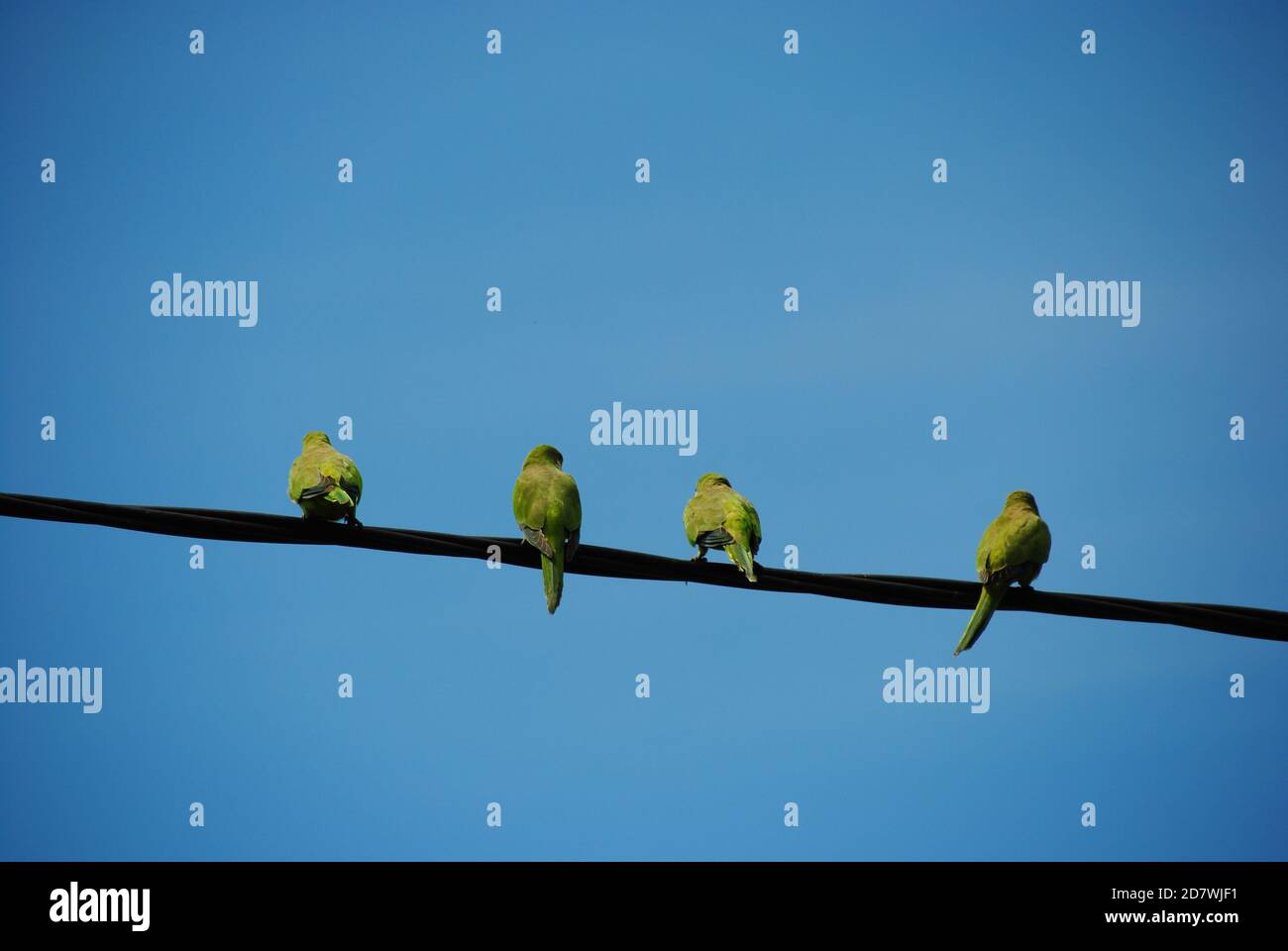 Four Quaker parrot standing in a wire Stock Photo - Alamy