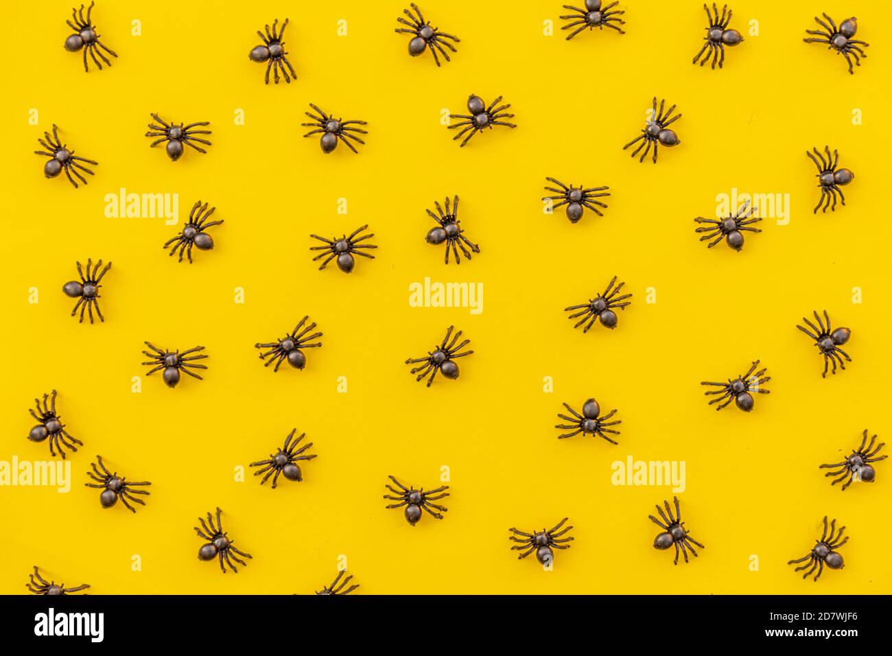 Halloween minimal decorations, composition with many black spiders ...