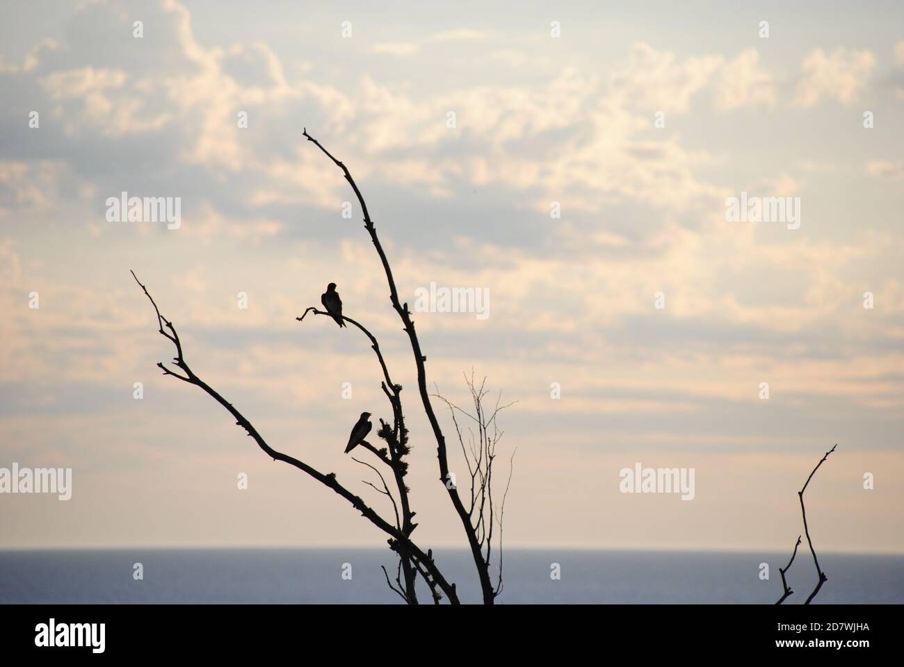 Bird standing in a branch Stock Photo - Alamy