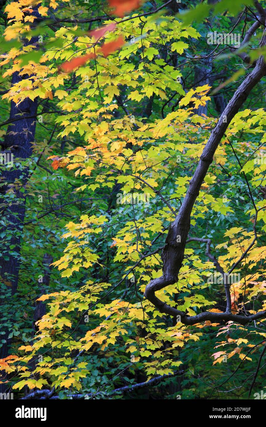 Autumn leaves, maple, forest, nature, Montreal, Canada Stock Photo - Alamy