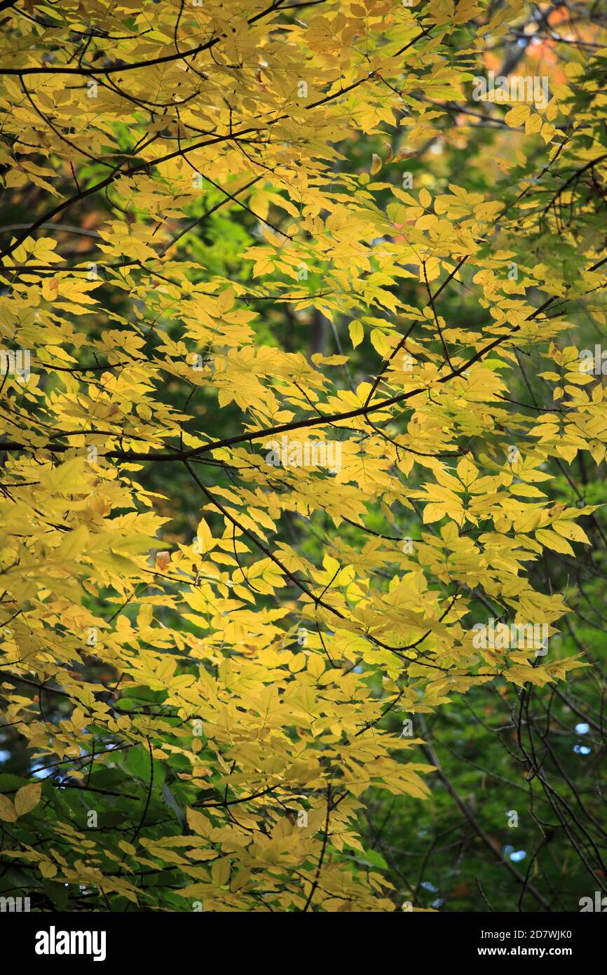 Autumn leaves, forest, nature, Montreal, Canada Stock Photo - Alamy