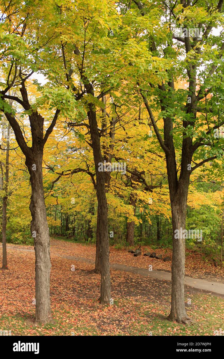 Forest mount hi-res stock photography and images - Alamy