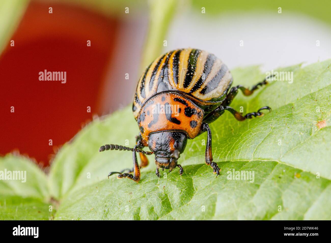 Macro shot of a Colorado potato beetle sitting on a green leave on a ...