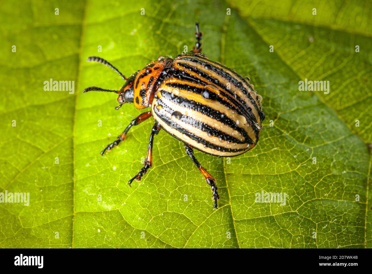 Macro shot of a Colorado potato beetle sitting on a green leave with ...