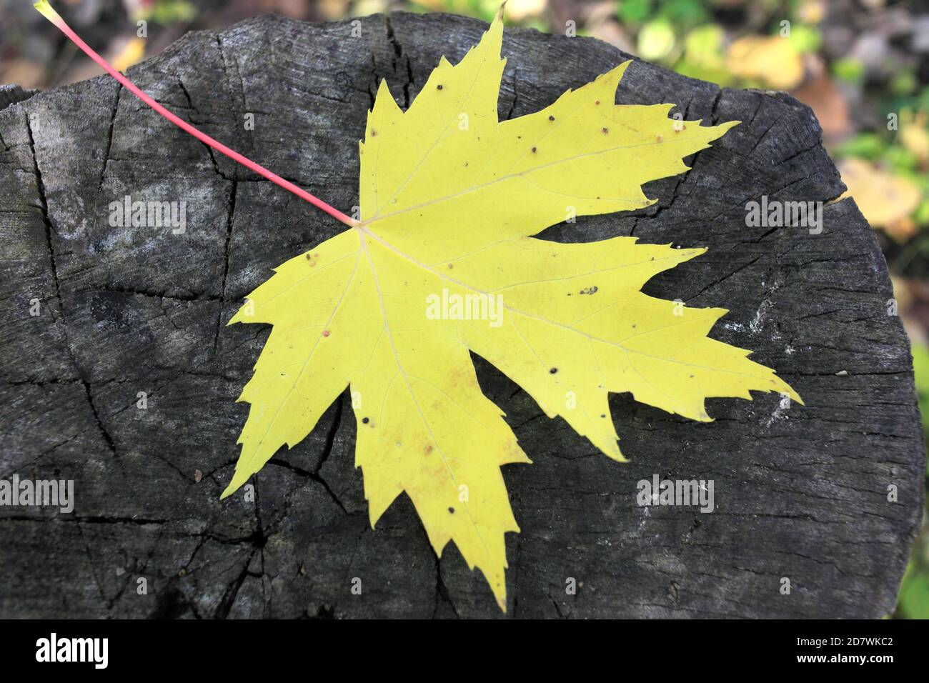 Autumn, maple leaf, Montreal, Canada Stock Photo - Alamy