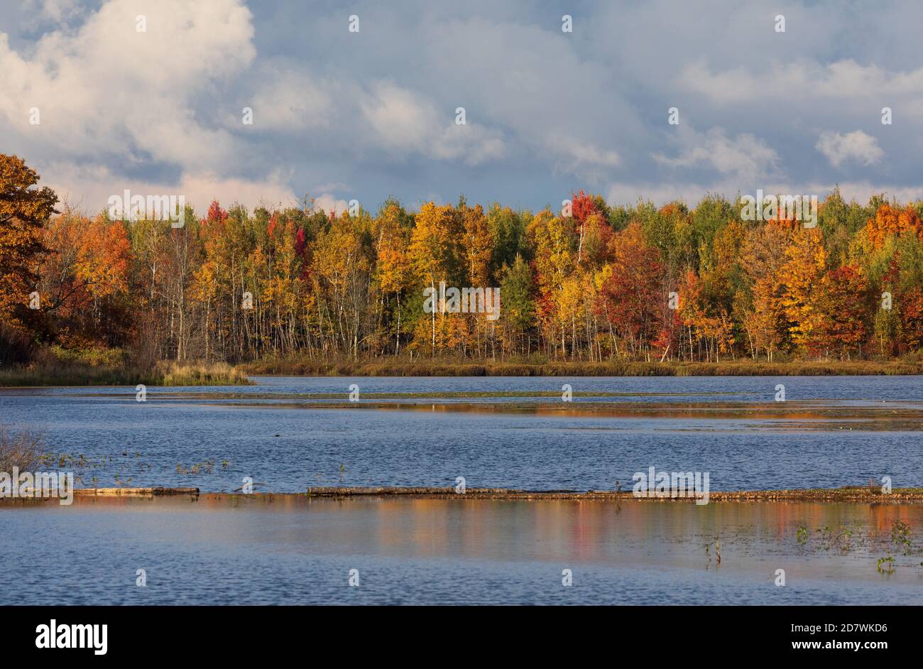 Autumn storm leaves hi-res stock photography and images - Alamy