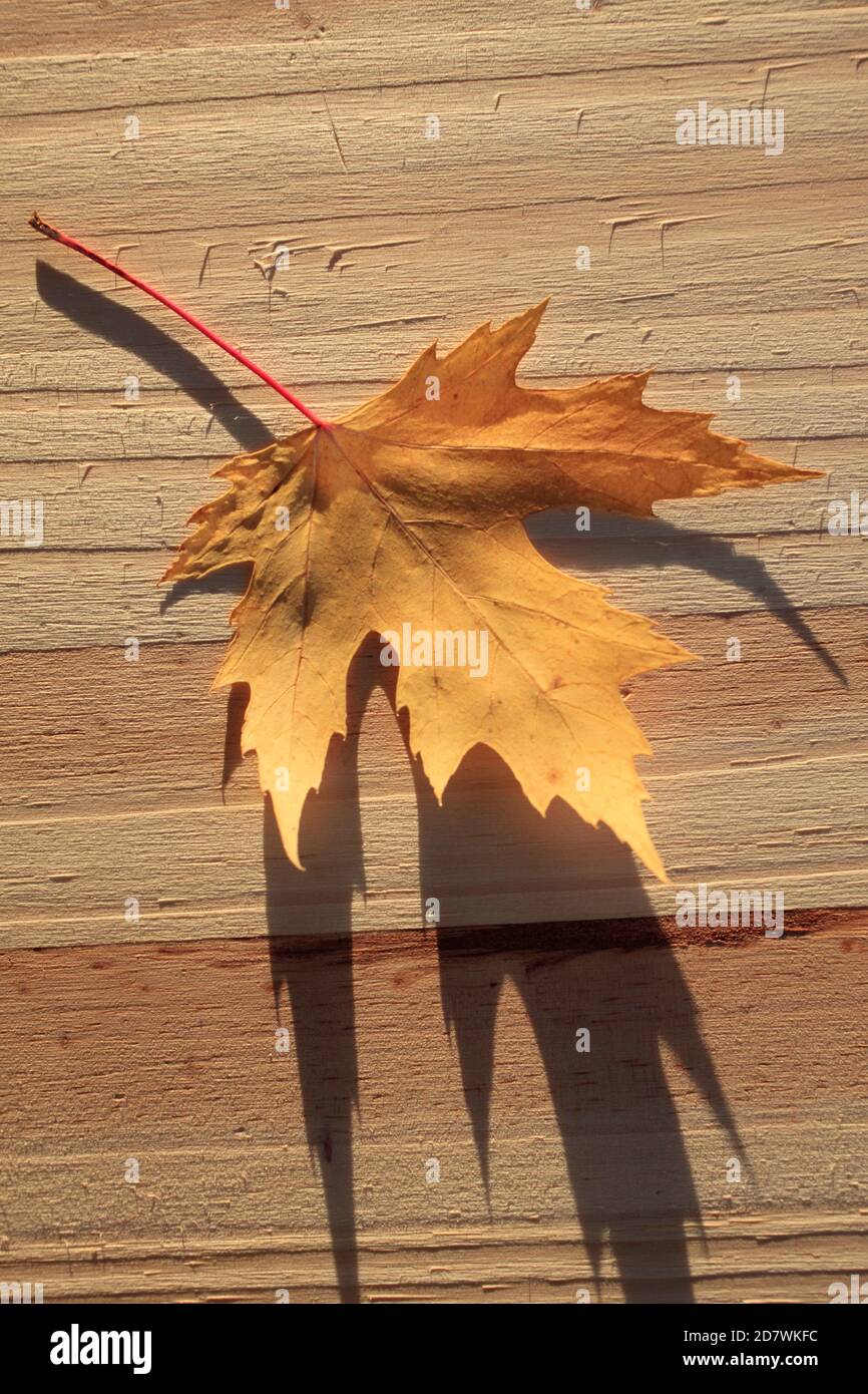 Autumn, maple leaf, Montreal, Canada Stock Photo - Alamy