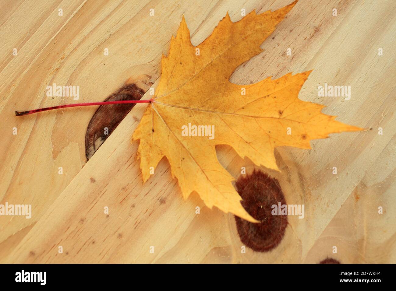 Canada quebec montreal maple leaf hi-res stock photography and images ...