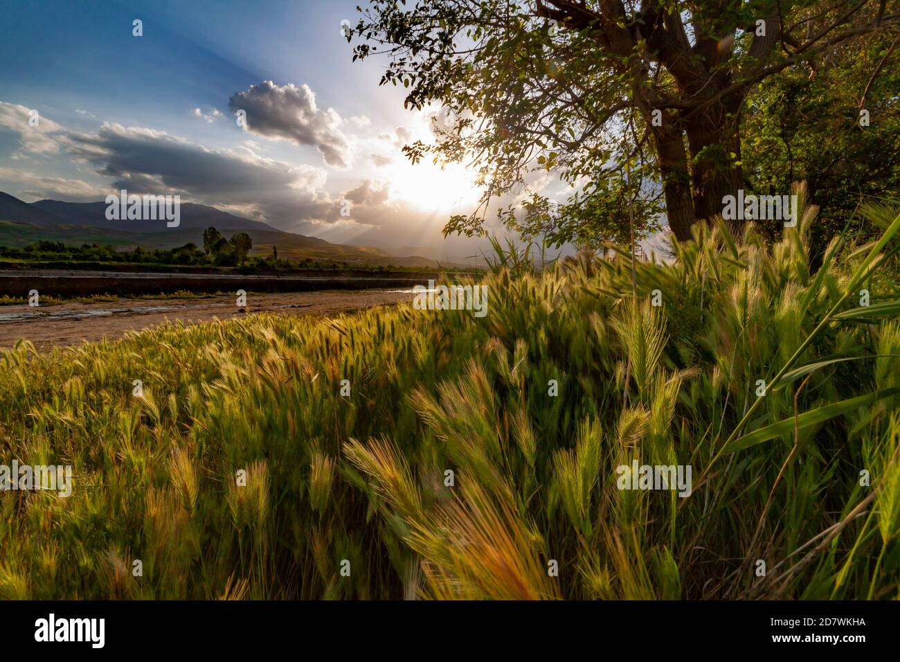 Wheat harvest Wheat field Borojerd Iran Asia Stock Photo - Alamy