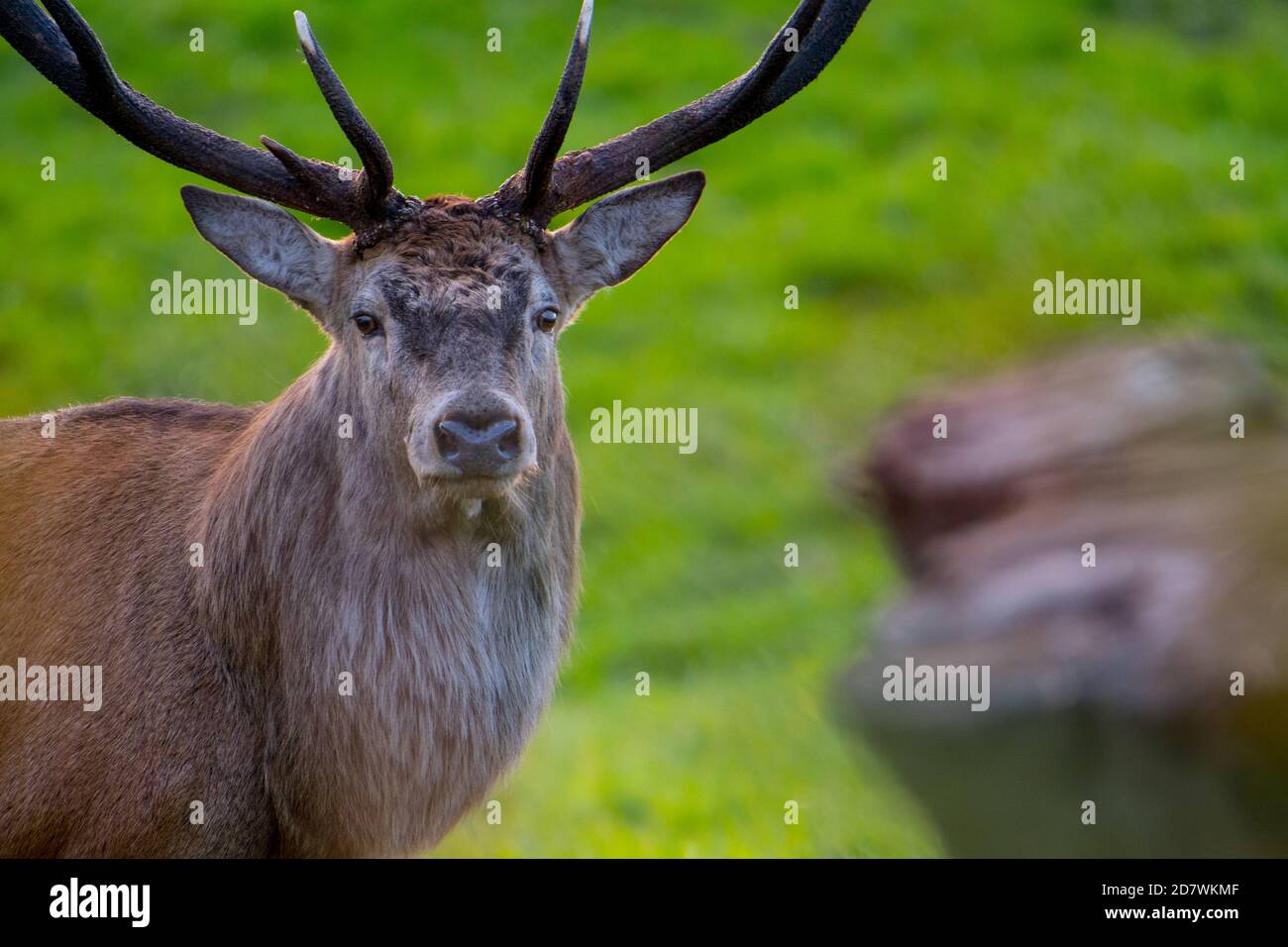 Red deer stag peak district uk hi-res stock photography and images - Alamy