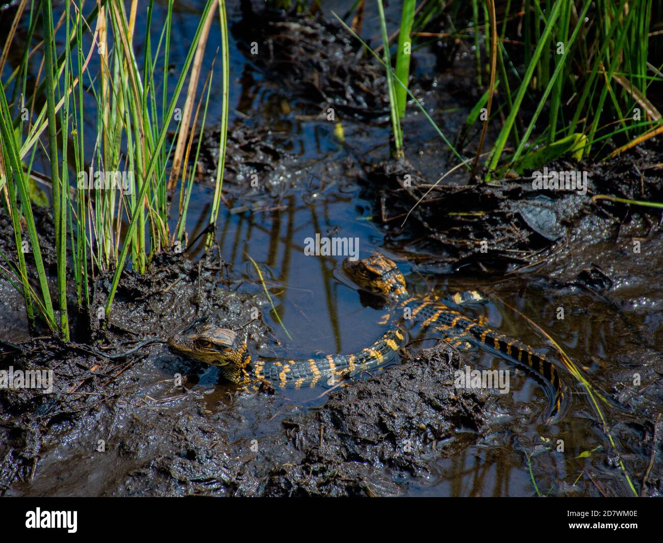 Baby alligators discovering their environment, in the Everglades ...