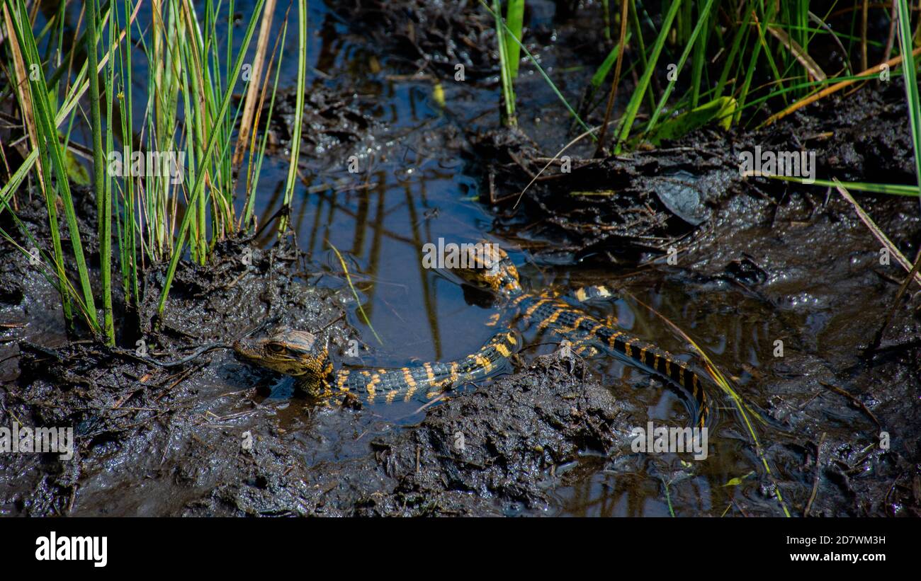 Baby alligators discovering their environment, in the Everglades ...