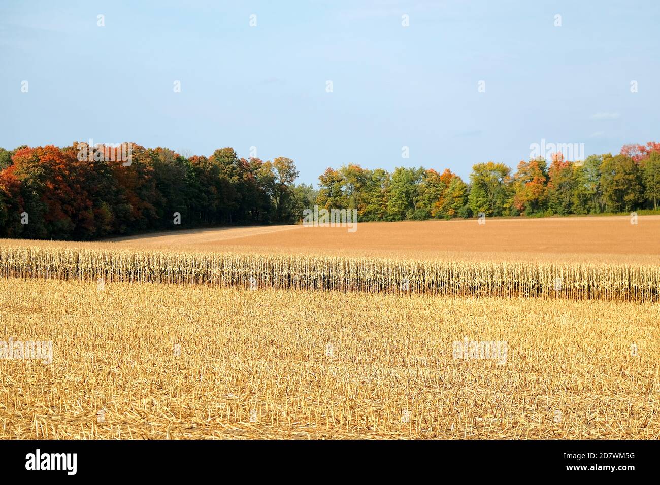 Blue sky with fall time foliage hi-res stock photography and images - Alamy