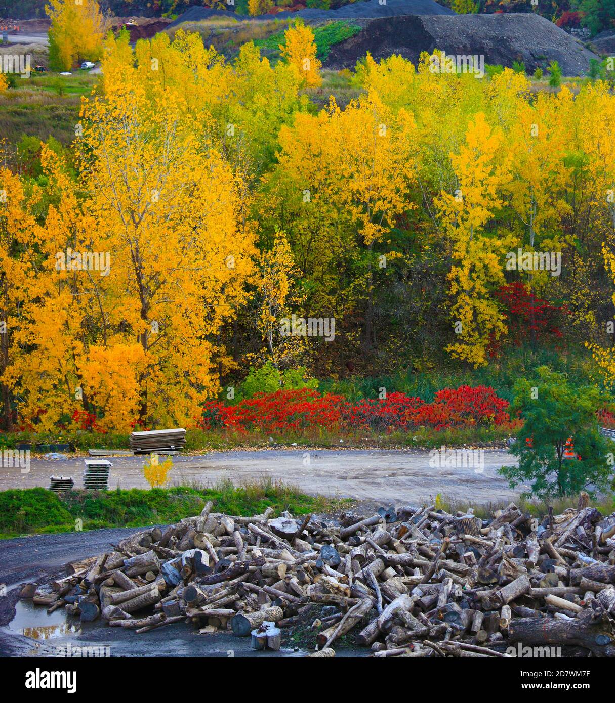 Canada, Quebec, autumn forest, colors, logs, logging, wood, forestry ...