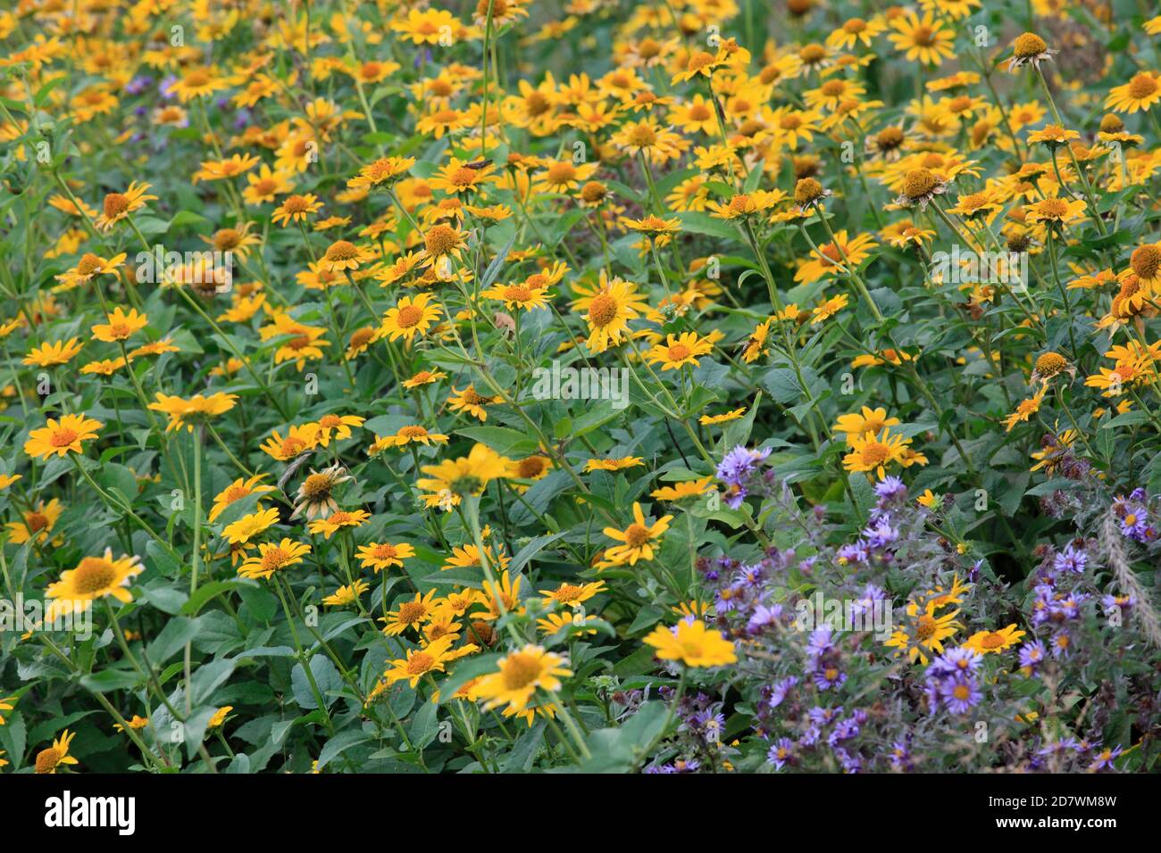 Autumn wildflowers hi-res stock photography and images - Alamy