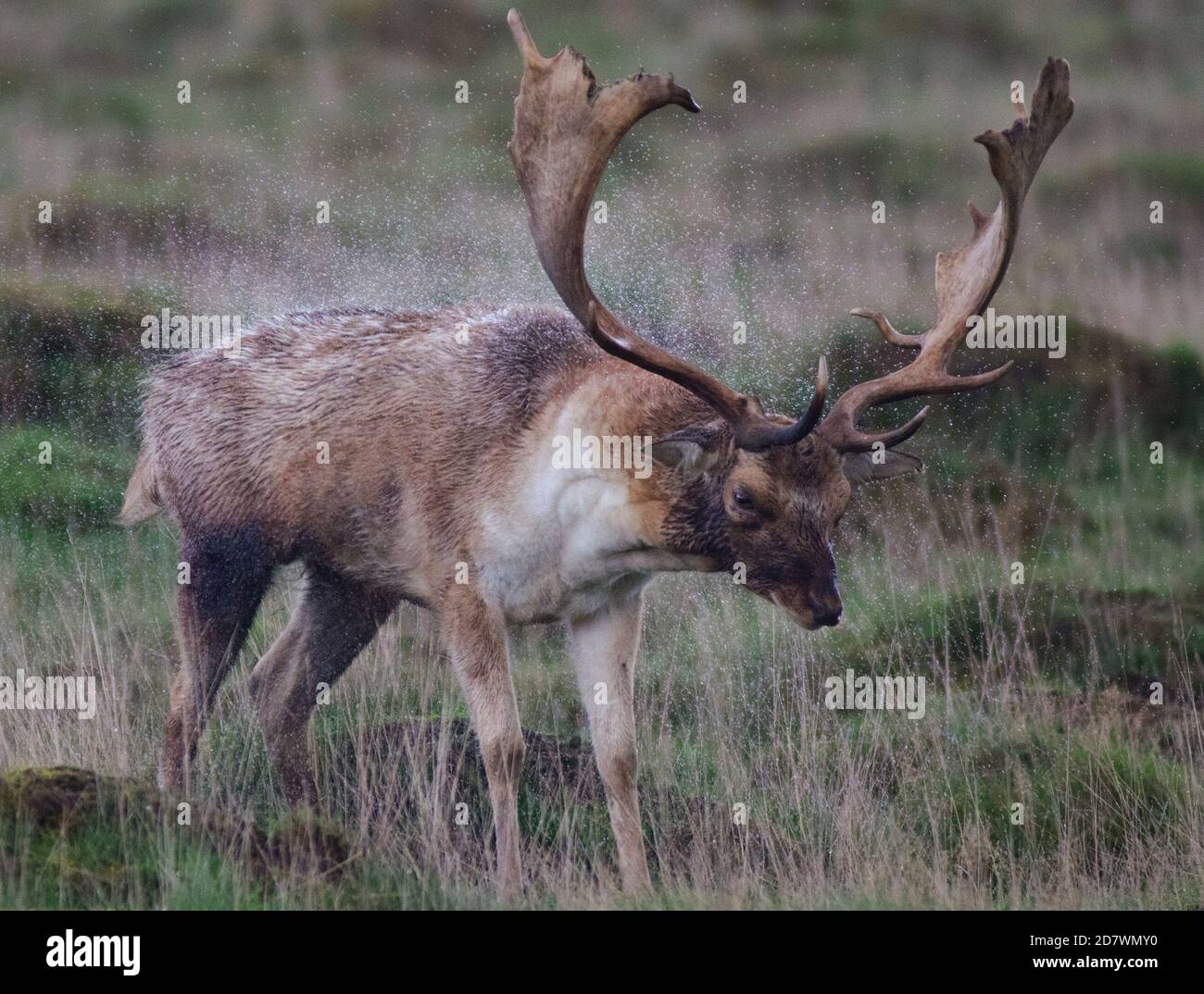 Rain deer hi-res stock photography and images - Alamy