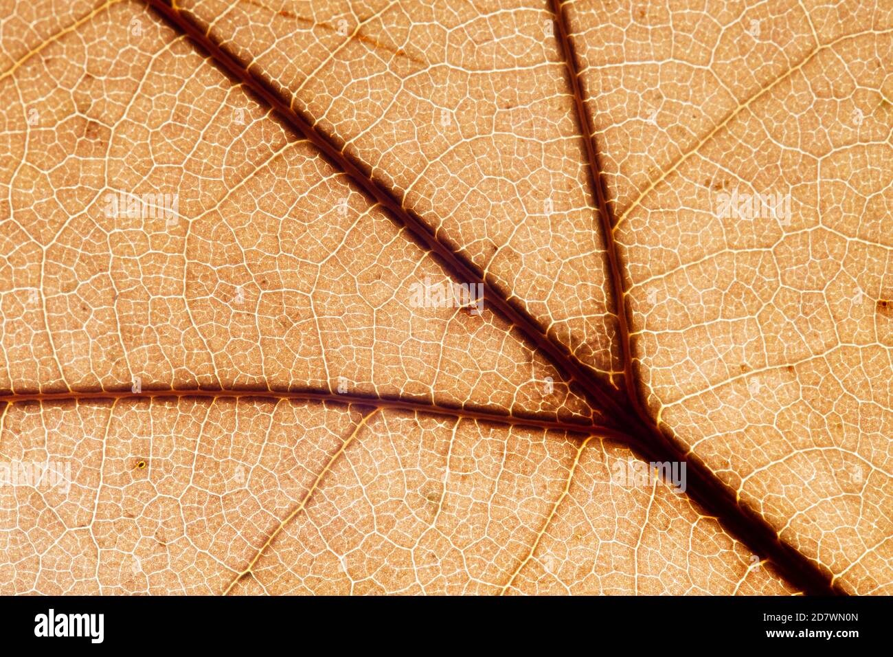 Norway maple cells hi-res stock photography and images - Alamy