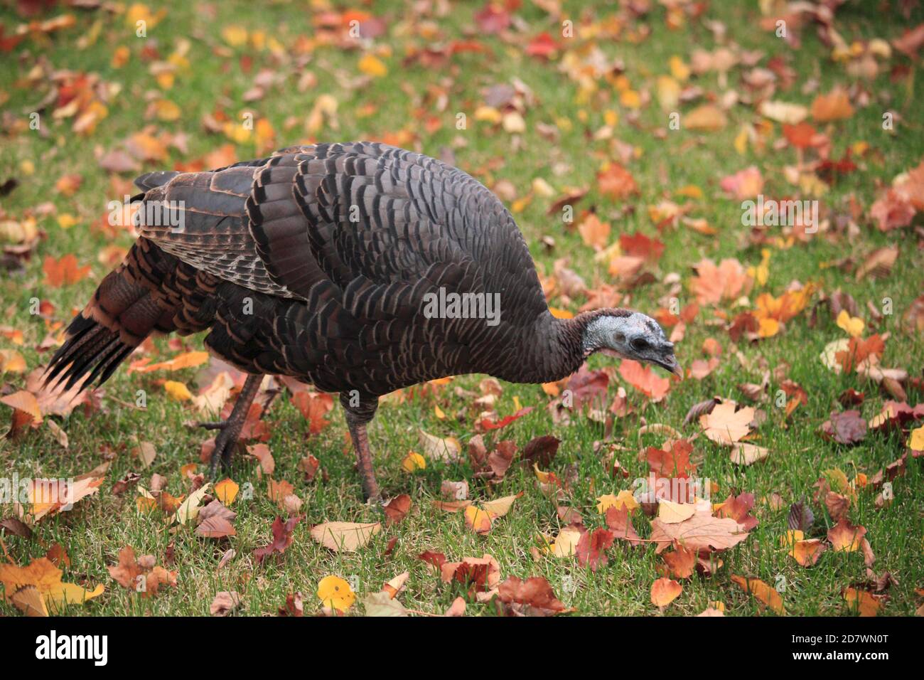 Canada fauna hi-res stock photography and images - Alamy
