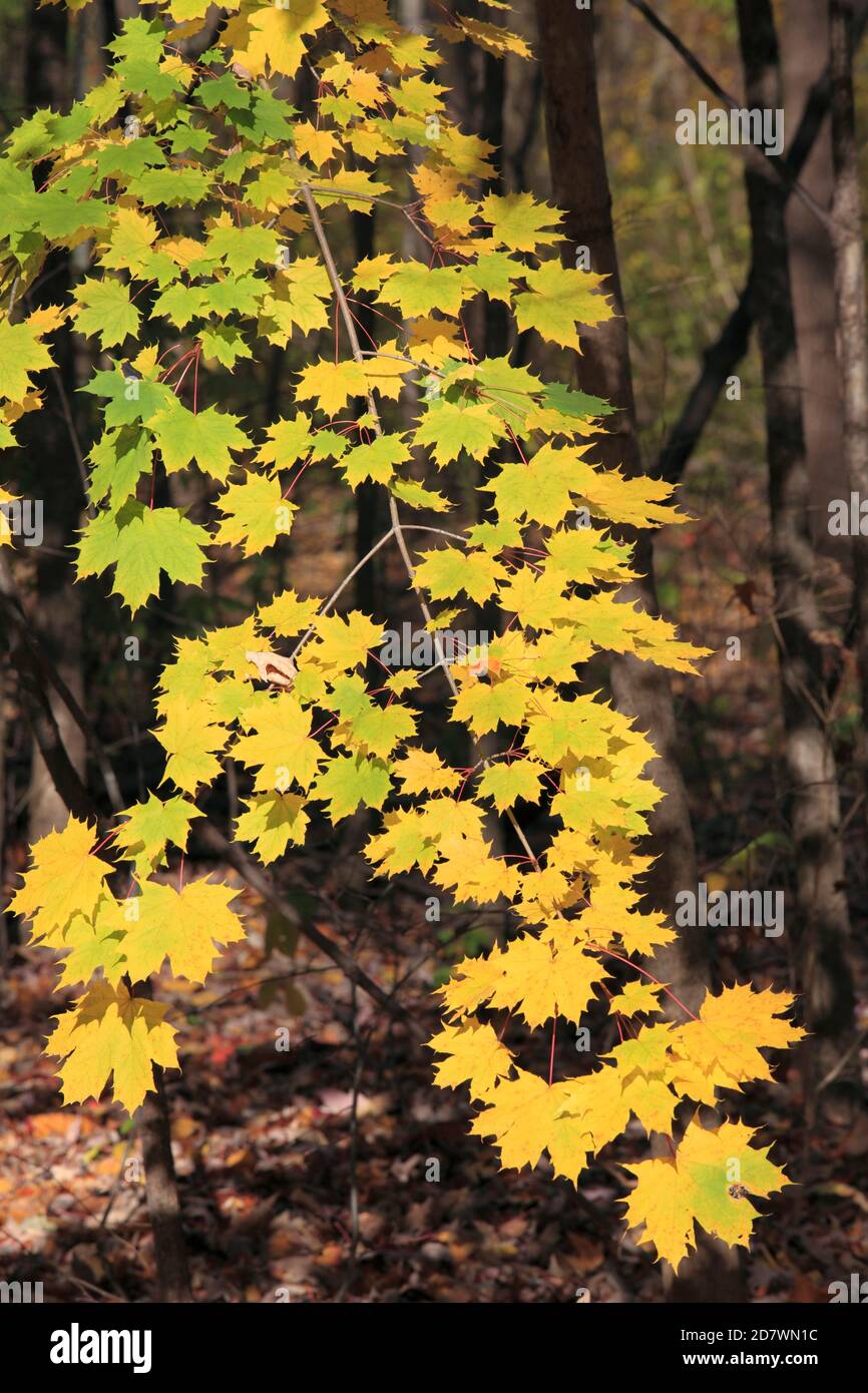 Canada maple forest hi-res stock photography and images - Alamy