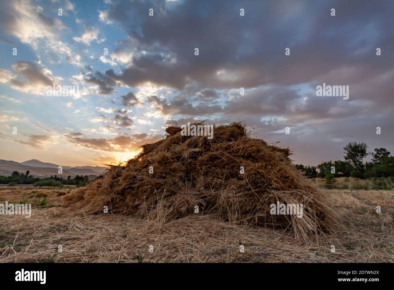 Wheat harvest Wheat field Borojerd Iran Asia Stock Photo - Alamy