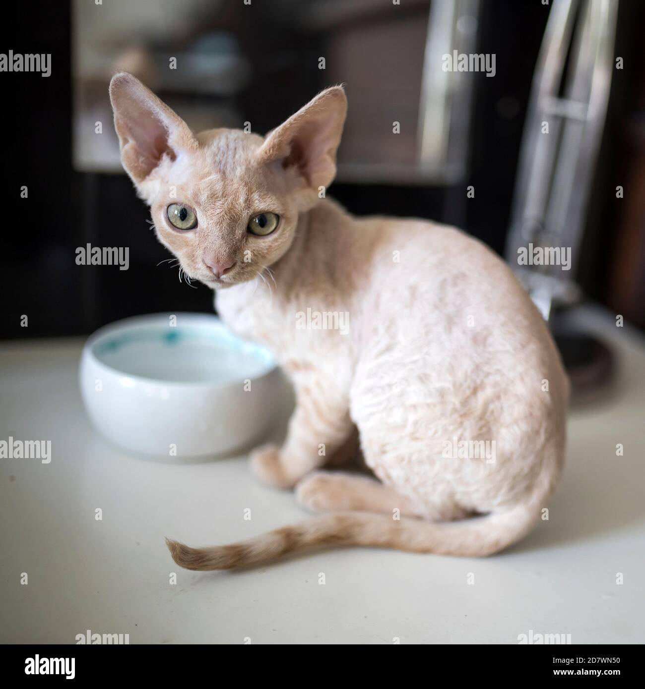 Feeding cat with tuna tin. Devon Rex kitten eats wet food from white ...