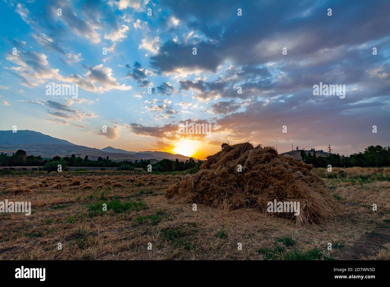 Wheat harvest Wheat field Borojerd Iran Asia Stock Photo - Alamy