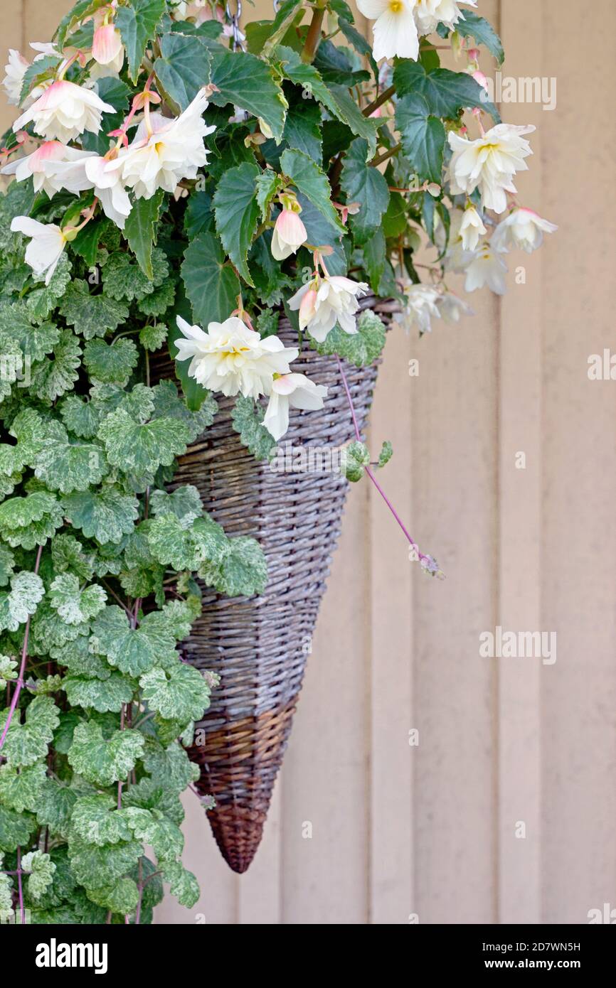 Saxifraga stolonifera plant and begonia flower in hanging pot Stock ...