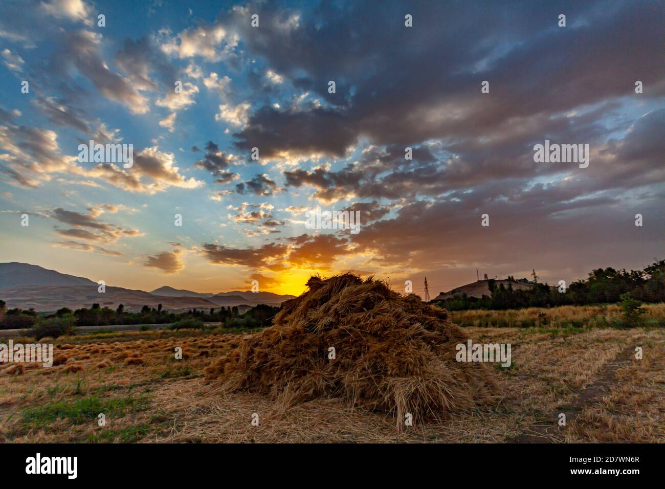 Wheat harvest Wheat field Borojerd Iran Asia Stock Photo - Alamy