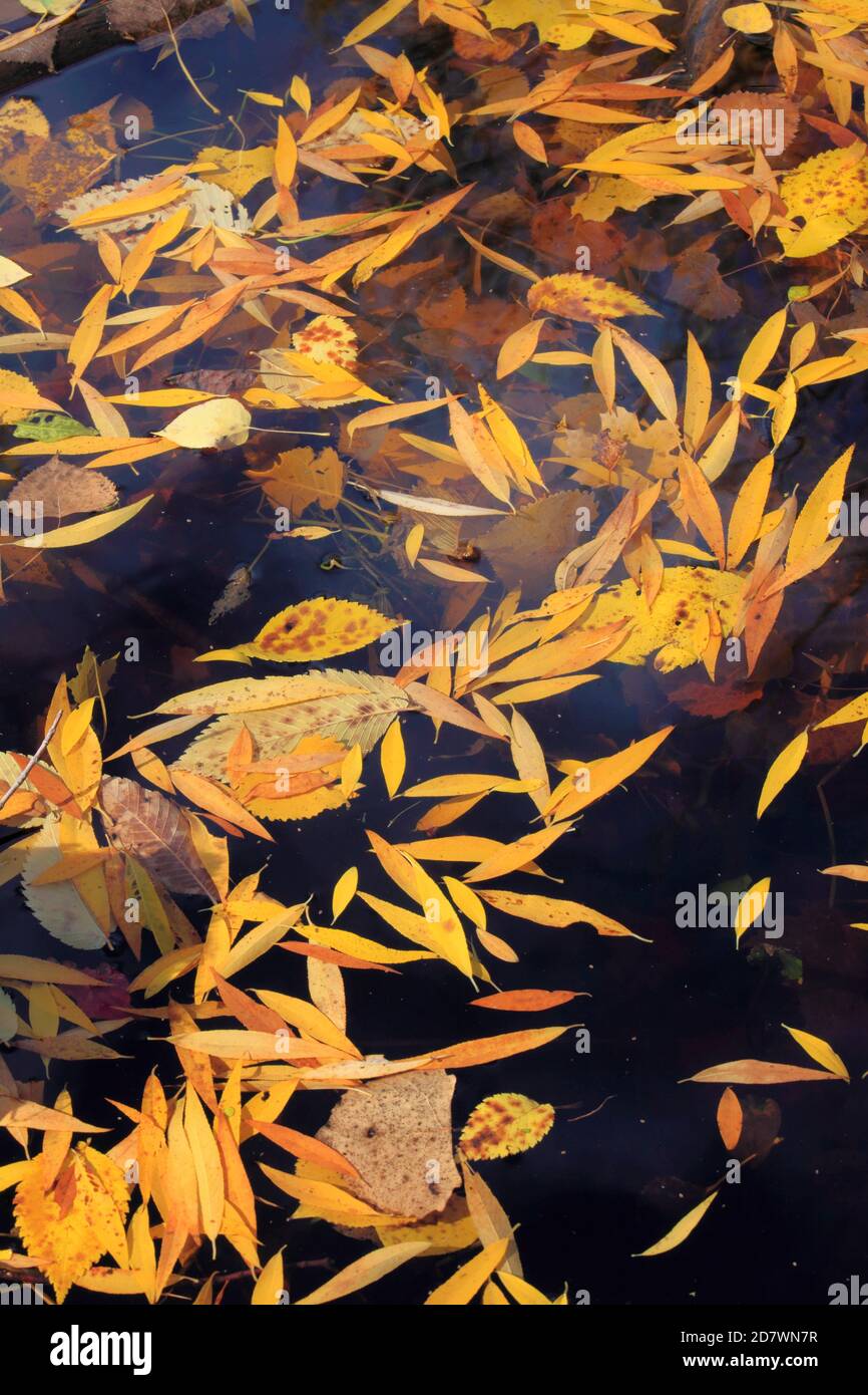 Autumn, falling, leaves, fall, nature, seasons Stock Photo - Alamy
