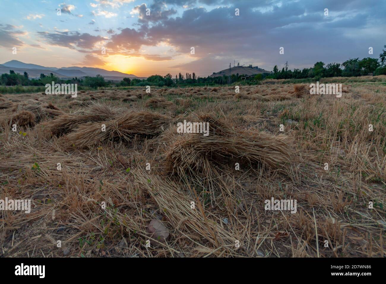 Wheat harvest Wheat field Borojerd Iran Asia Stock Photo - Alamy