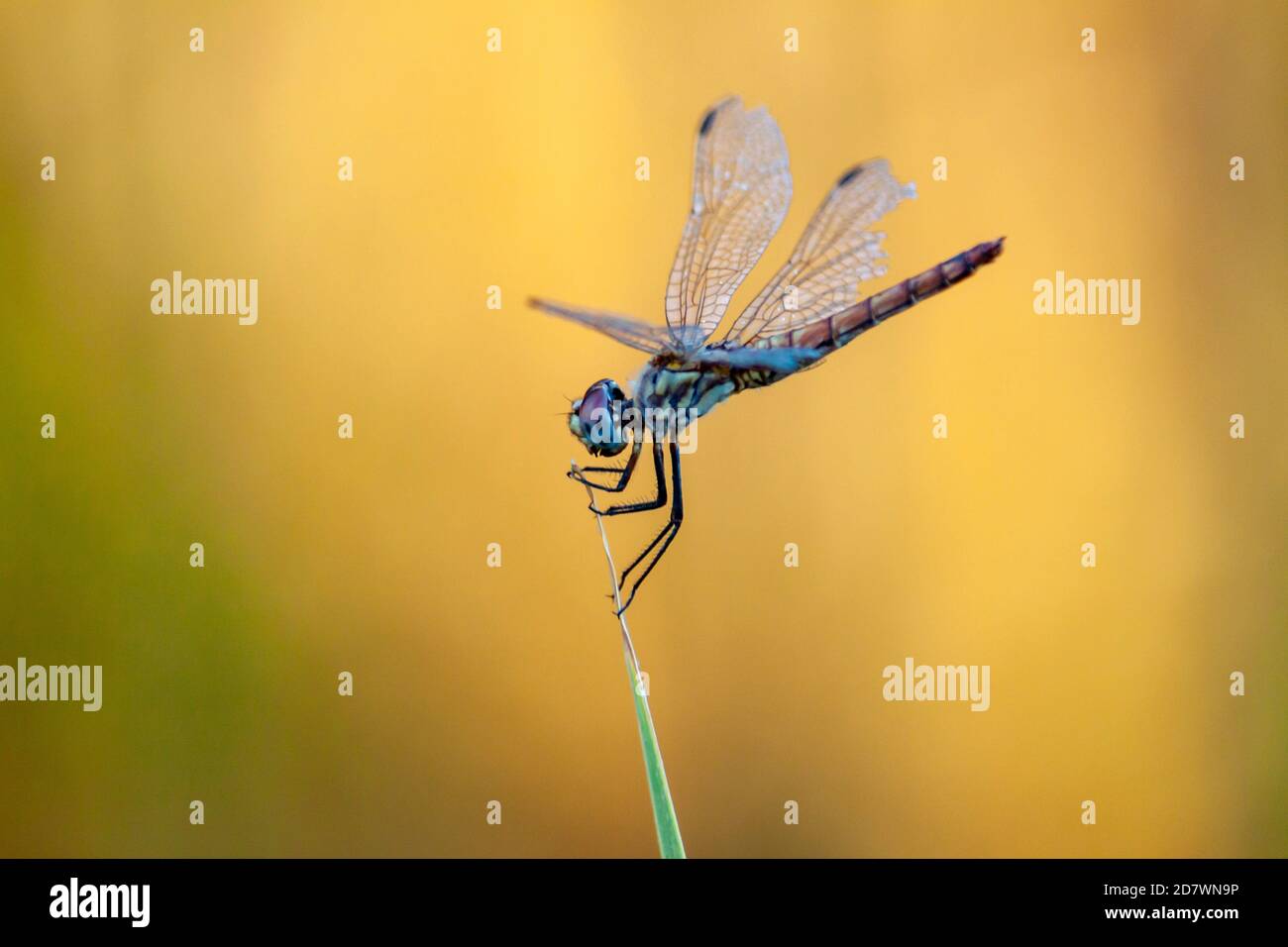 Insects in iran hi-res stock photography and images - Alamy